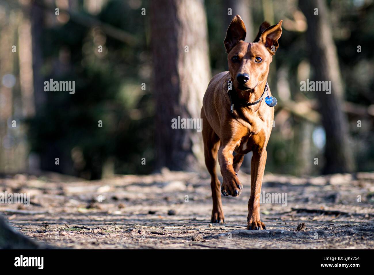Buddy exploring the woods with blurred background Stock Photo - Alamy