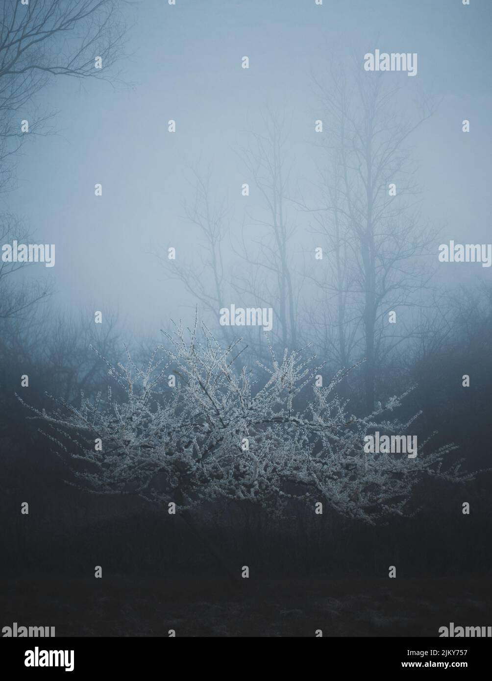 Snowy shrubs hi-res stock photography and images - Alamy