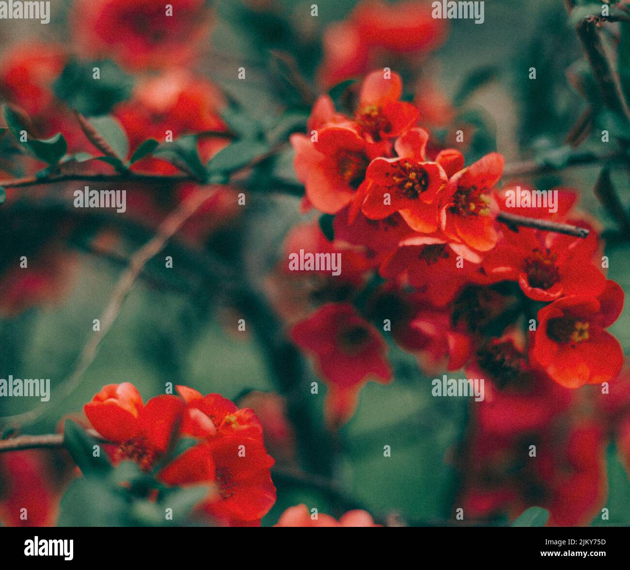 Japanese quince flower hi-res stock photography and images - Alamy
