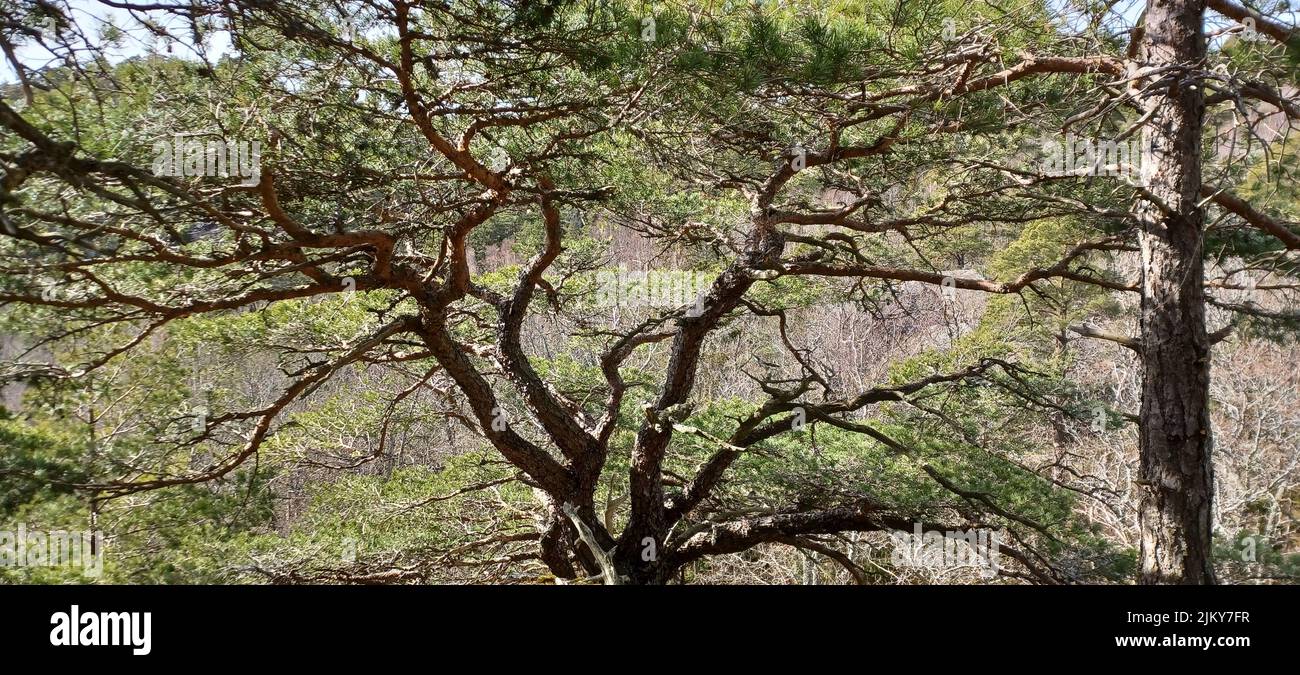 A beautiful view of a landscape with trees and bushes Stock Photo - Alamy