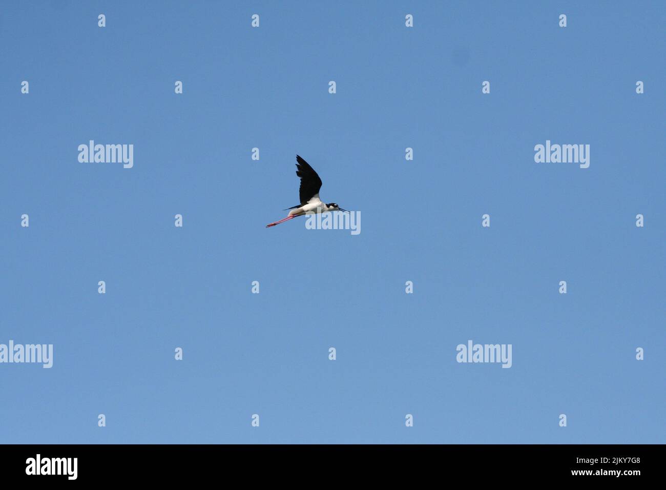 Stilt flying hi-res stock photography and images - Alamy