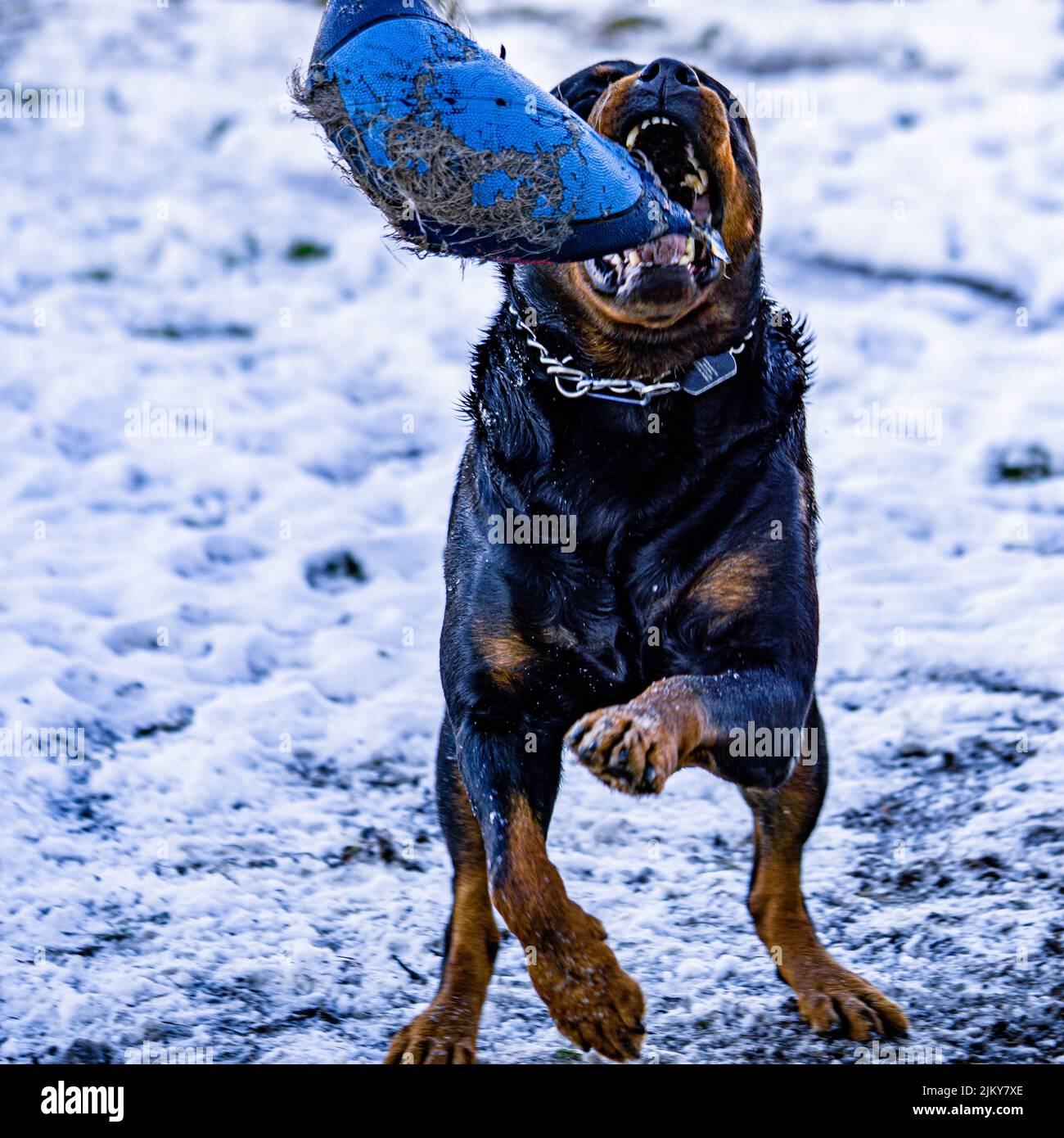 Rottweiler winter hi-res stock photography and images - Alamy