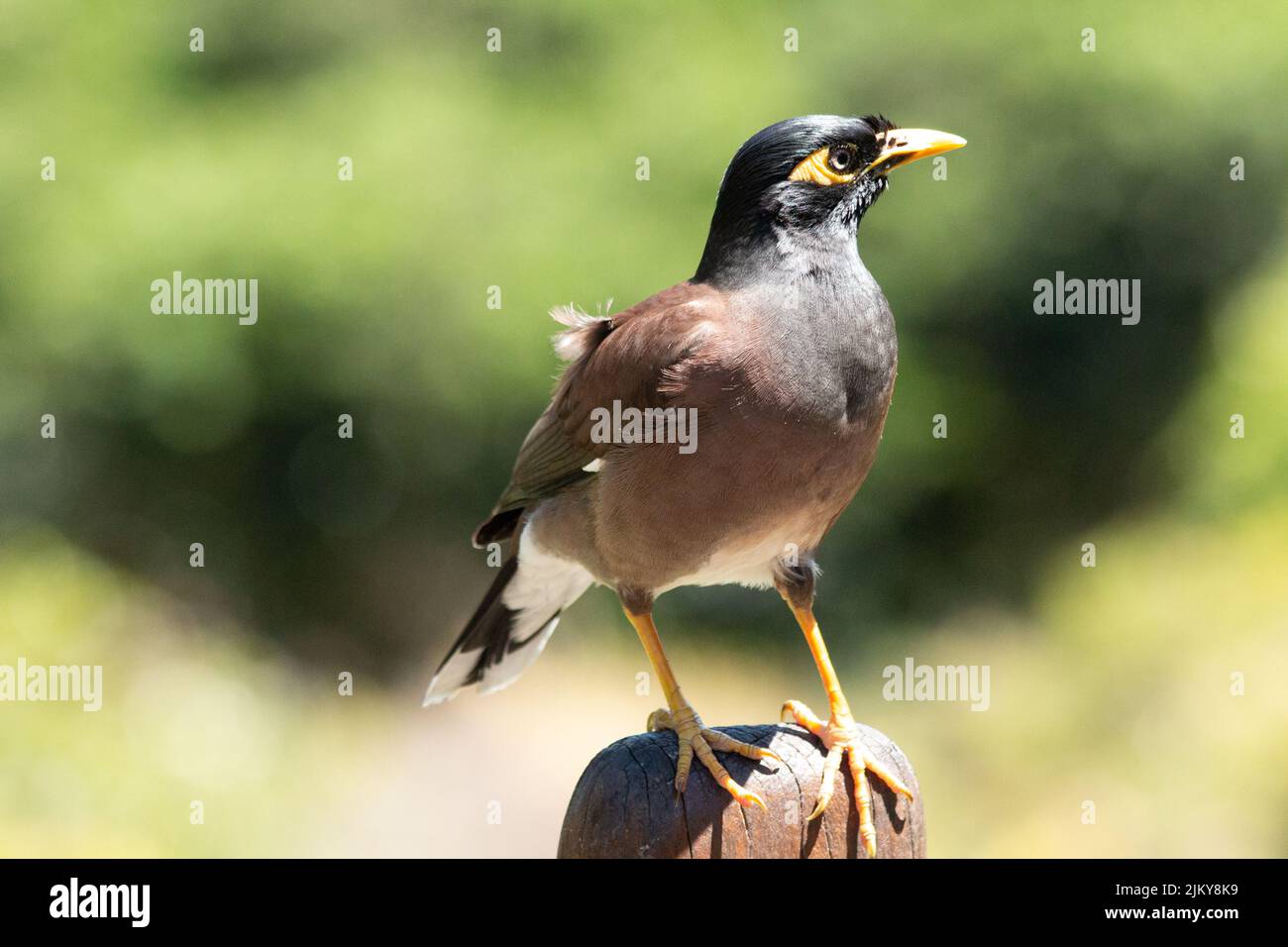 Myna closeup hi-res stock photography and images - Alamy