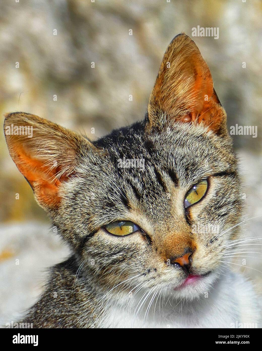 A vertical shot of a European cat on the blurry background Stock Photo ...