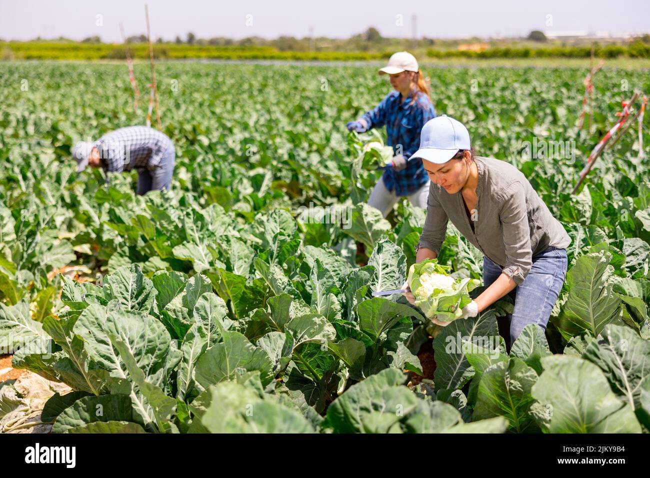 Positive asian woman picking harvest of cauliflower cabbage on field ...