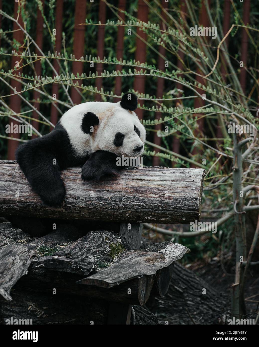 Beautiful panda hi-res stock photography and images - Alamy