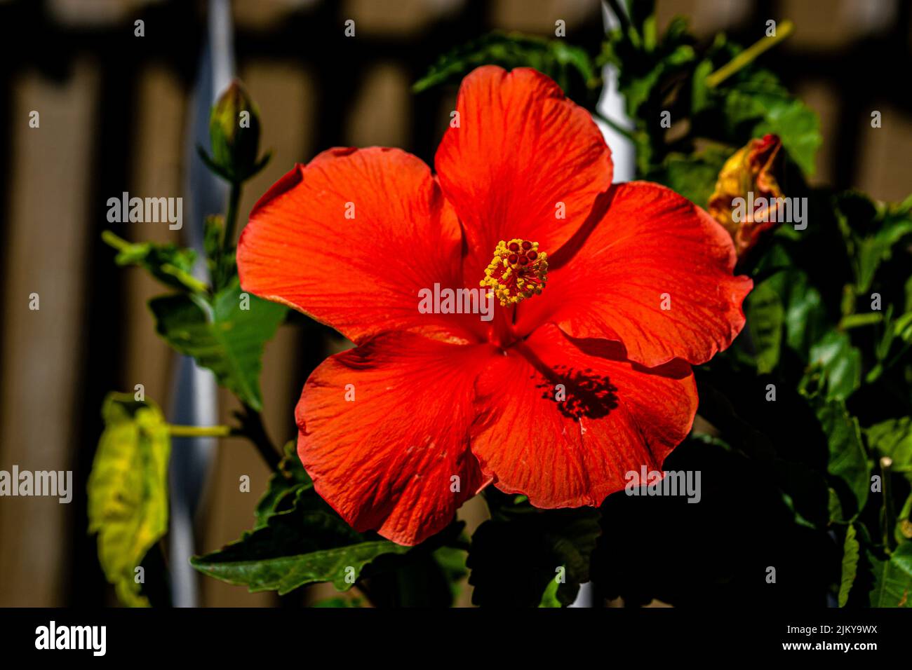 Red growing flower hi-res stock photography and images - Alamy