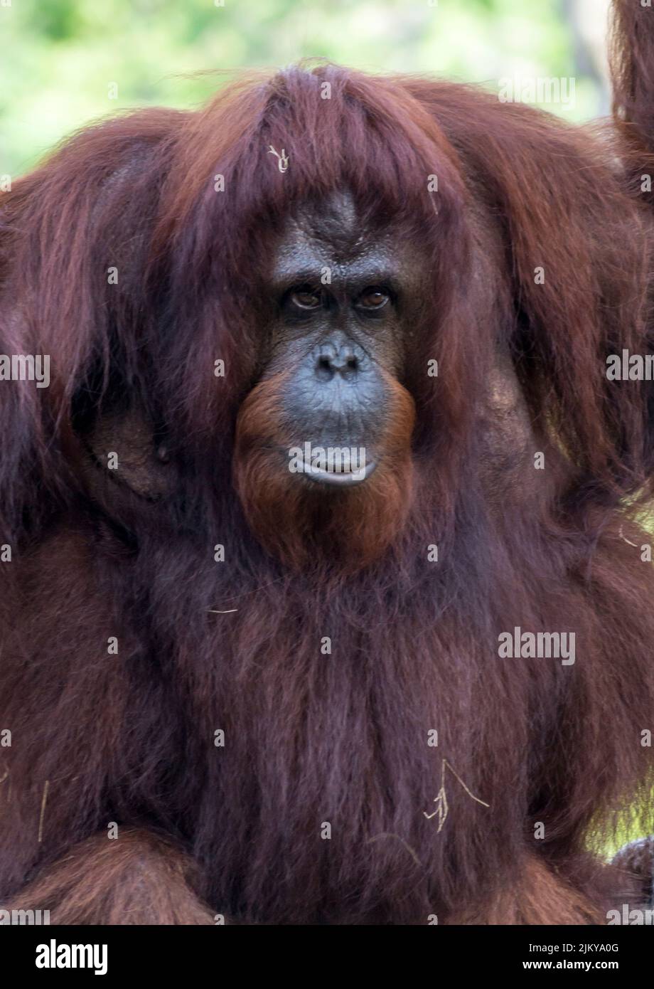 A portrait of a funny orangutan in the natural habitat, Lowery Park Zoo ...