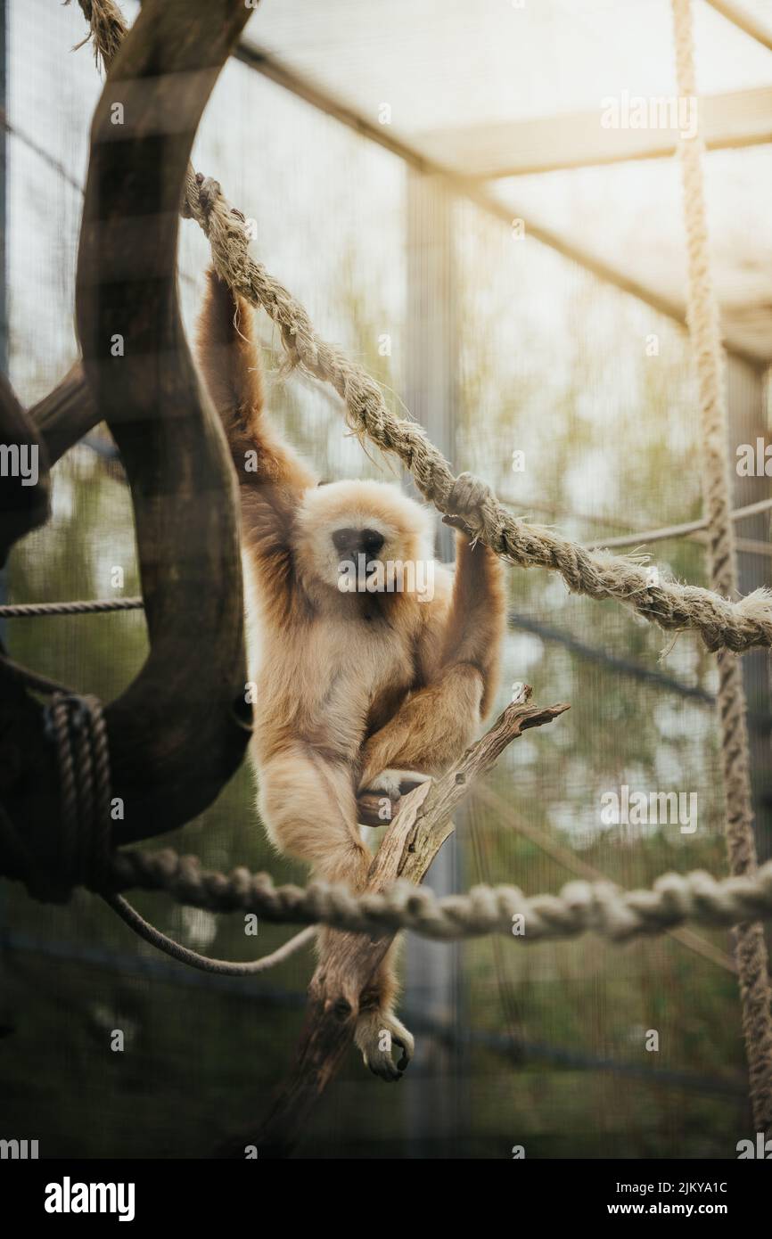 A vertical shot of a lar gibbon hanging on a rope in a zoo Stock Photo ...