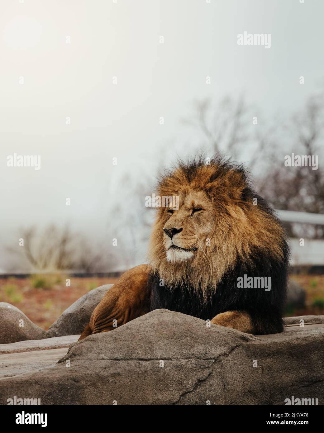 A closeup shot of a beautiful lion on the blurry background Stock Photo ...