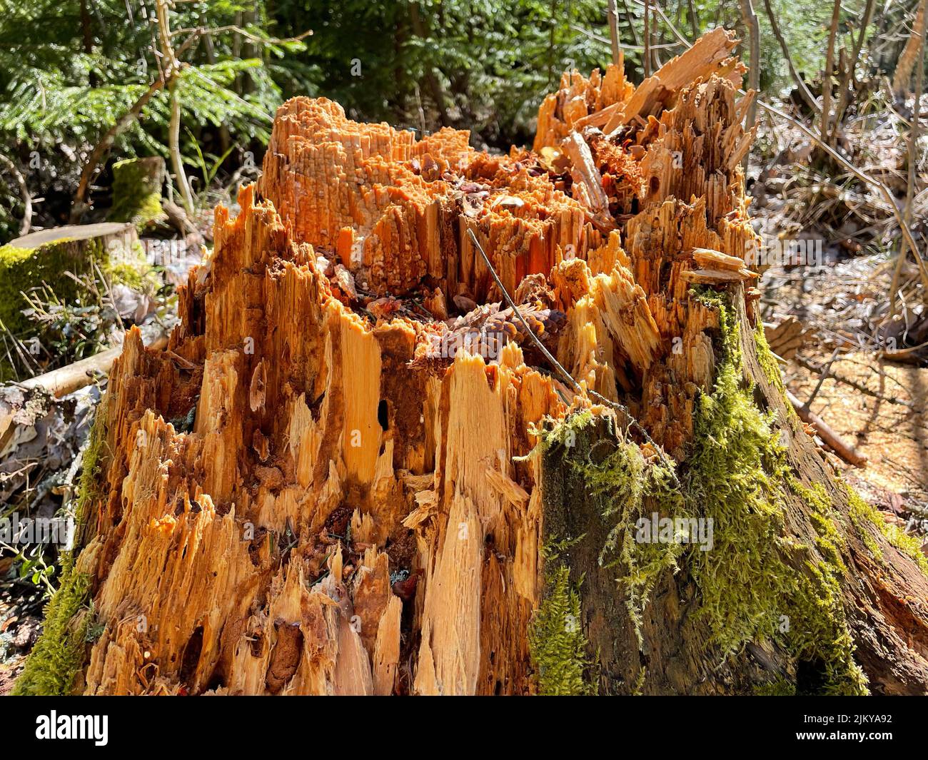 A closeup shot of a broken textured tree stump Stock Photo - Alamy