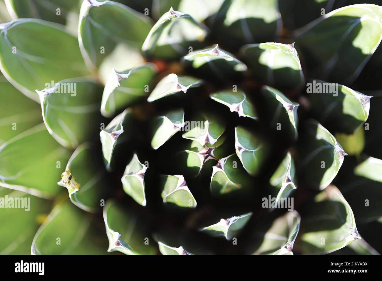 Top view agave hi-res stock photography and images - Alamy
