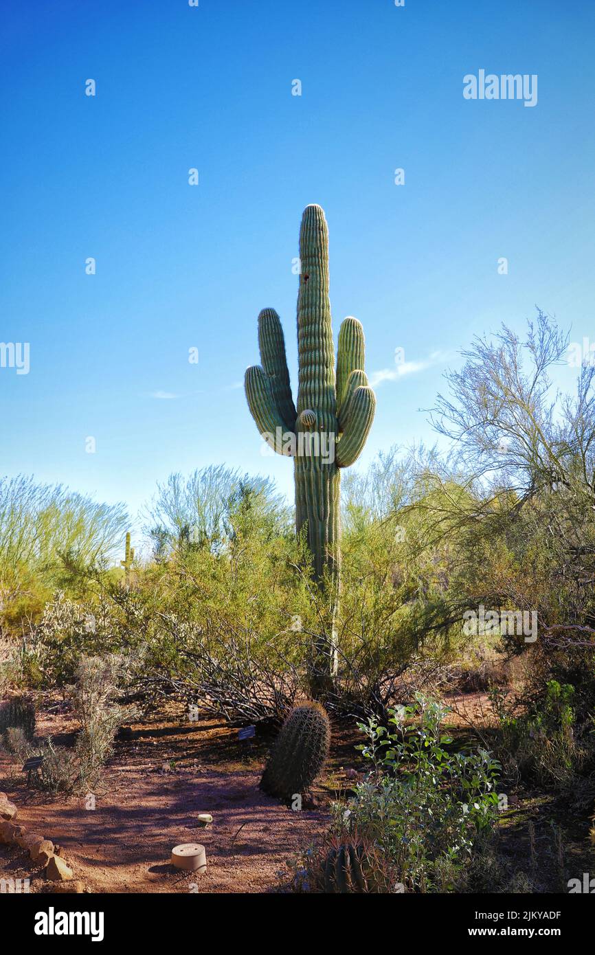 A beautiful view of a majestic Saguaro cactus growing in a desert Stock ...