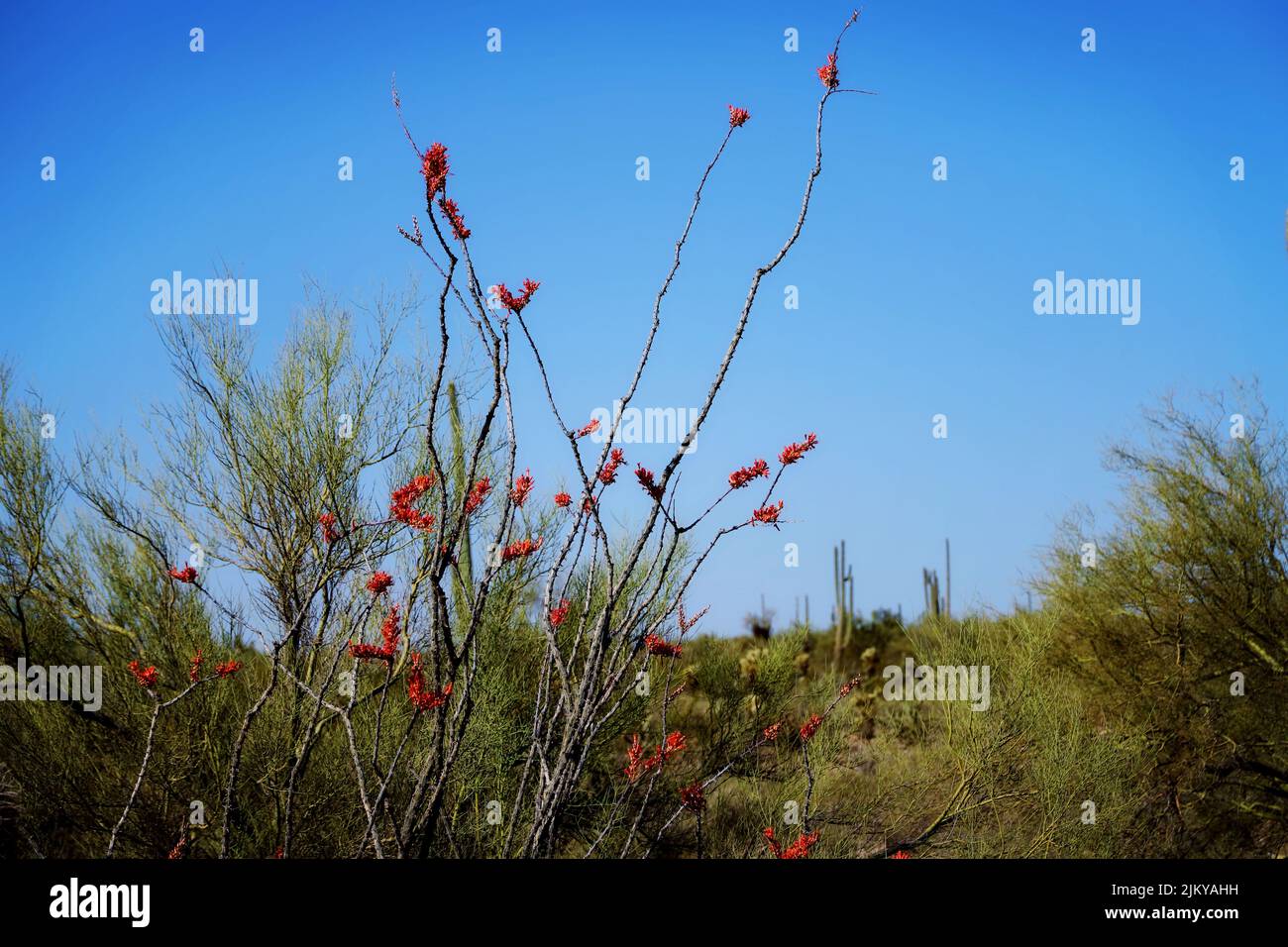 A beautiful view of an ocotillo cactus tree in bloom in the garden ...