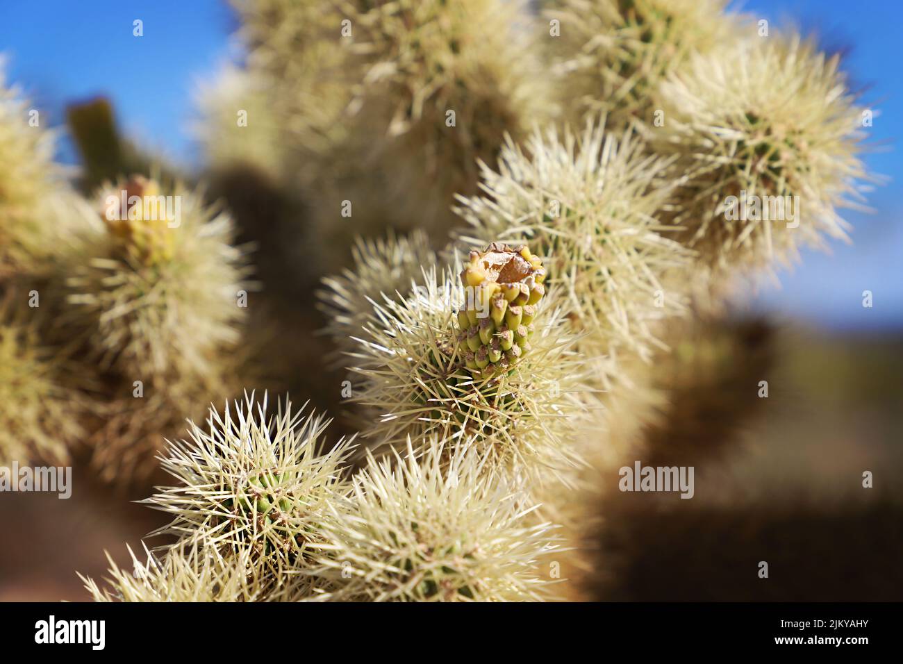 Beautiful blooming desert cactus hi-res stock photography and images ...