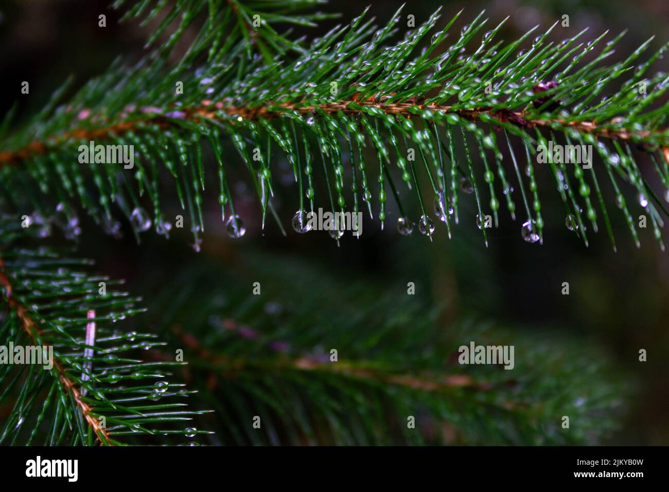 Branches of fir hi-res stock photography and images - Alamy