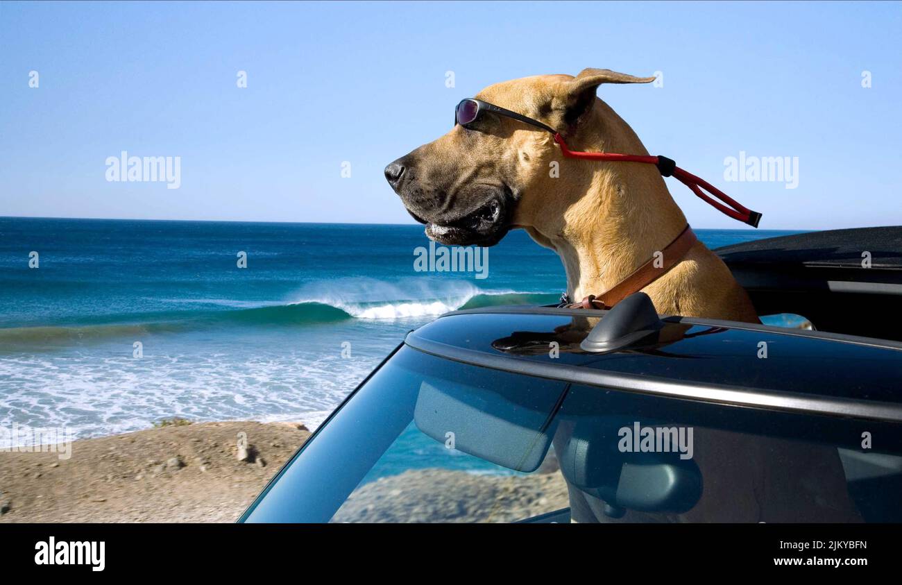 MARMADUKE, MARMADUKE, 2010 Stock Photo - Alamy