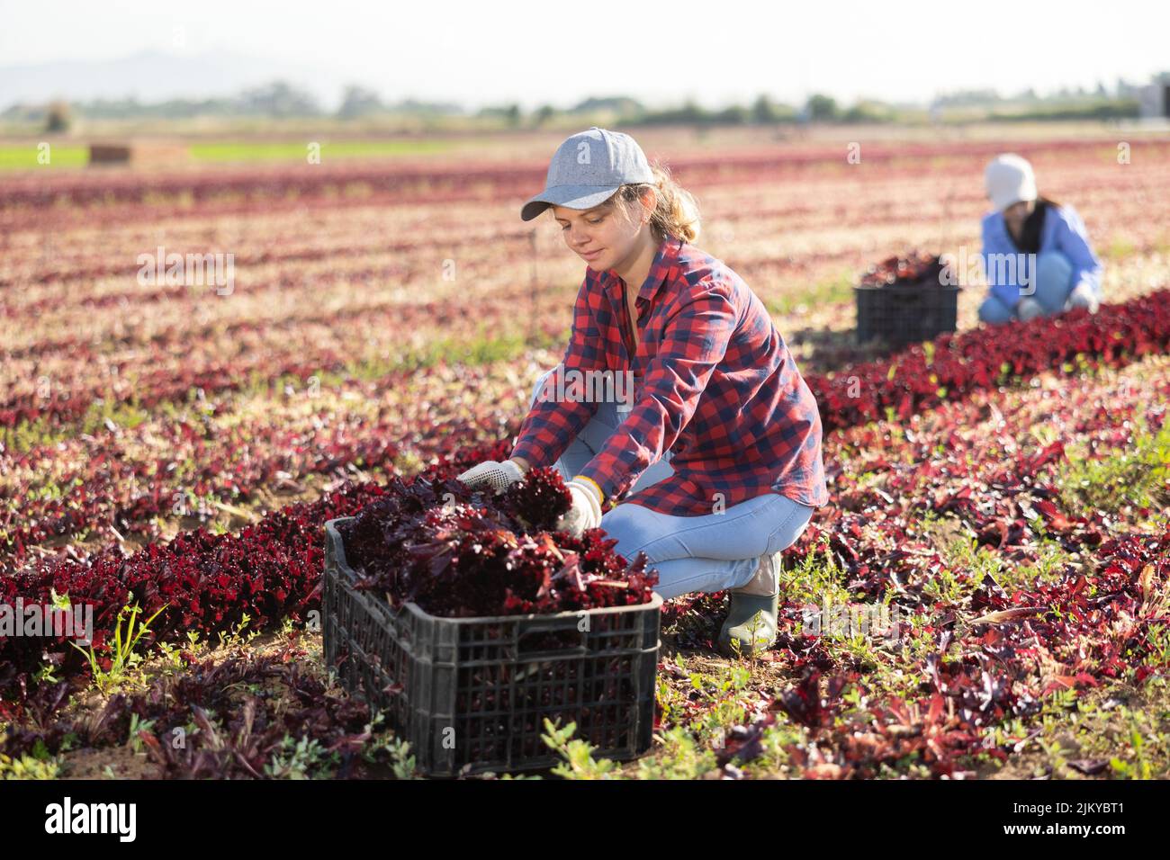 Portrait of focused female farm worker gathering harvest of organic red ...