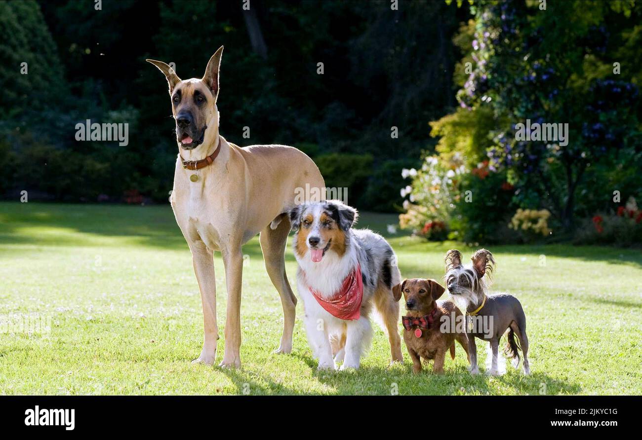 MARMADUKE, MARMADUKE, 2010 Stock Photo - Alamy