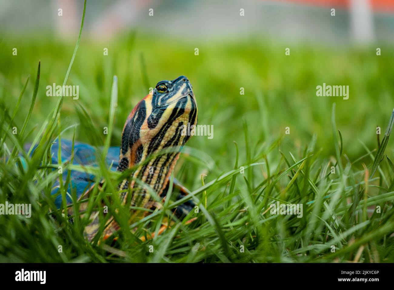 Colorful turtle hi-res stock photography and images - Alamy