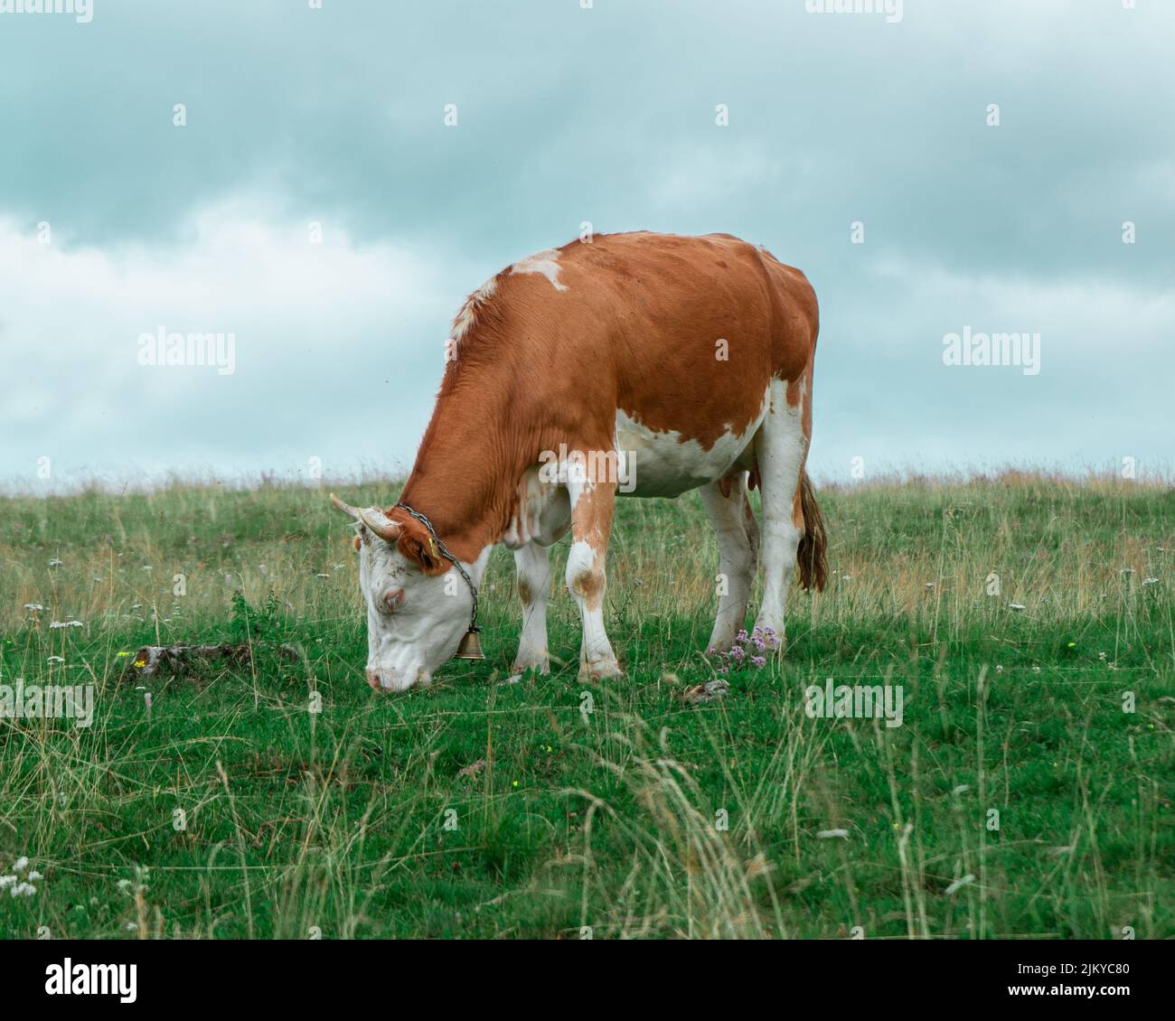 Wild brown cow hi-res stock photography and images - Alamy