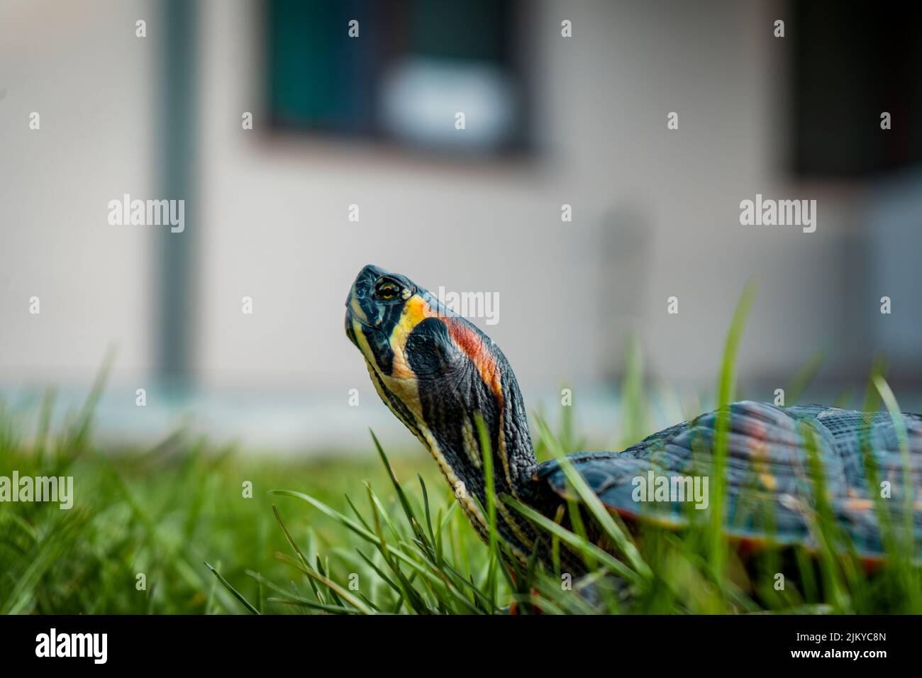 Colorful turtle hi-res stock photography and images - Alamy