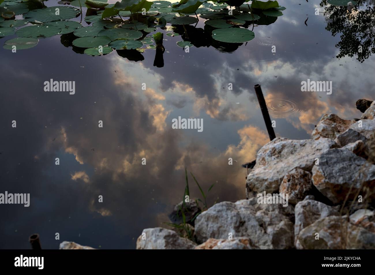 Cloud reflection with lily pads hi-res stock photography and images - Alamy