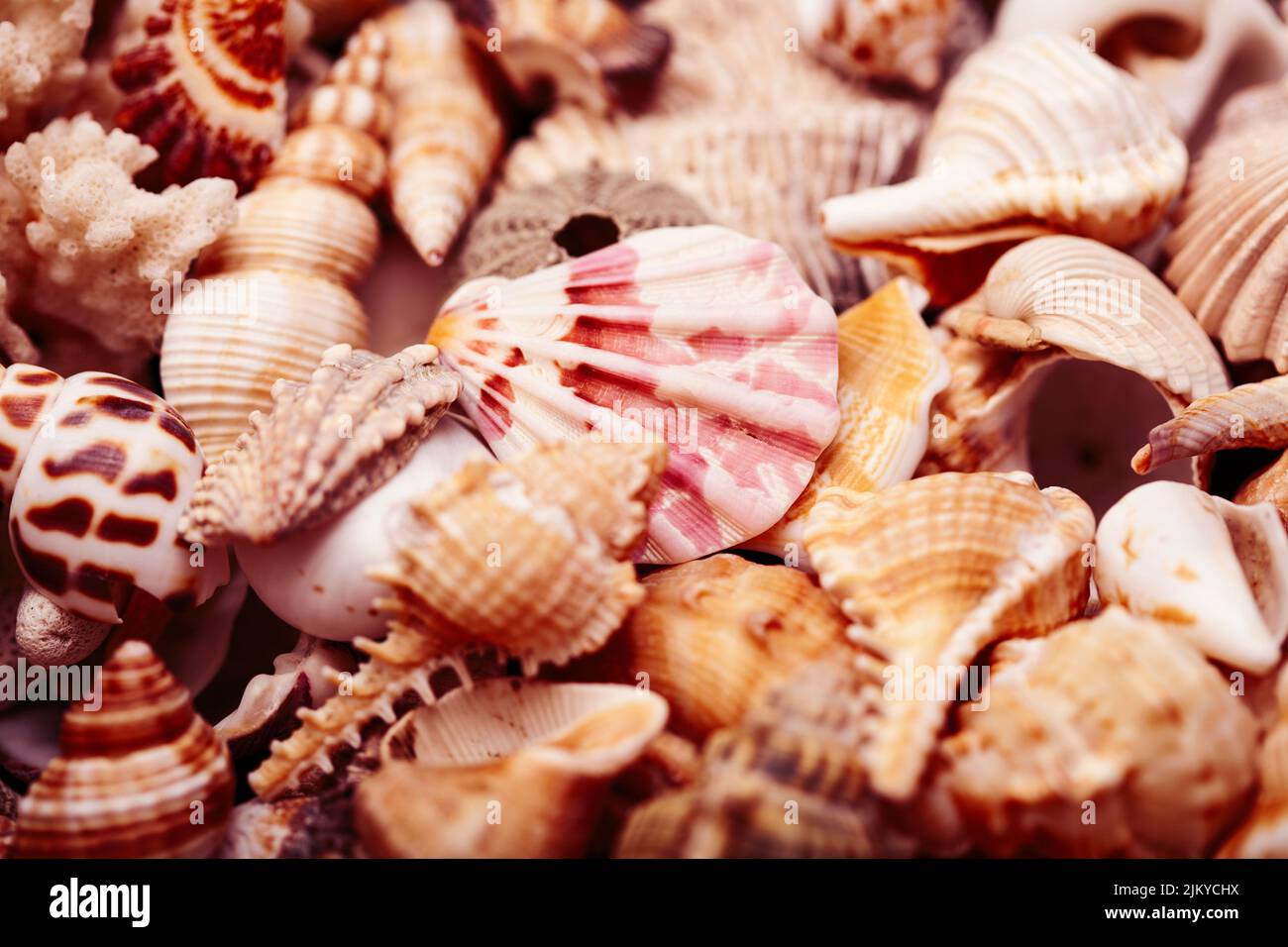 Diverse beauty of aquatic life hi-res stock photography and images - Alamy