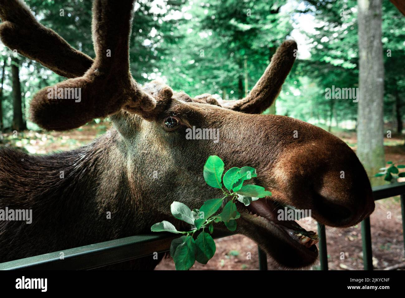 Close up of moose hi-res stock photography and images - Alamy
