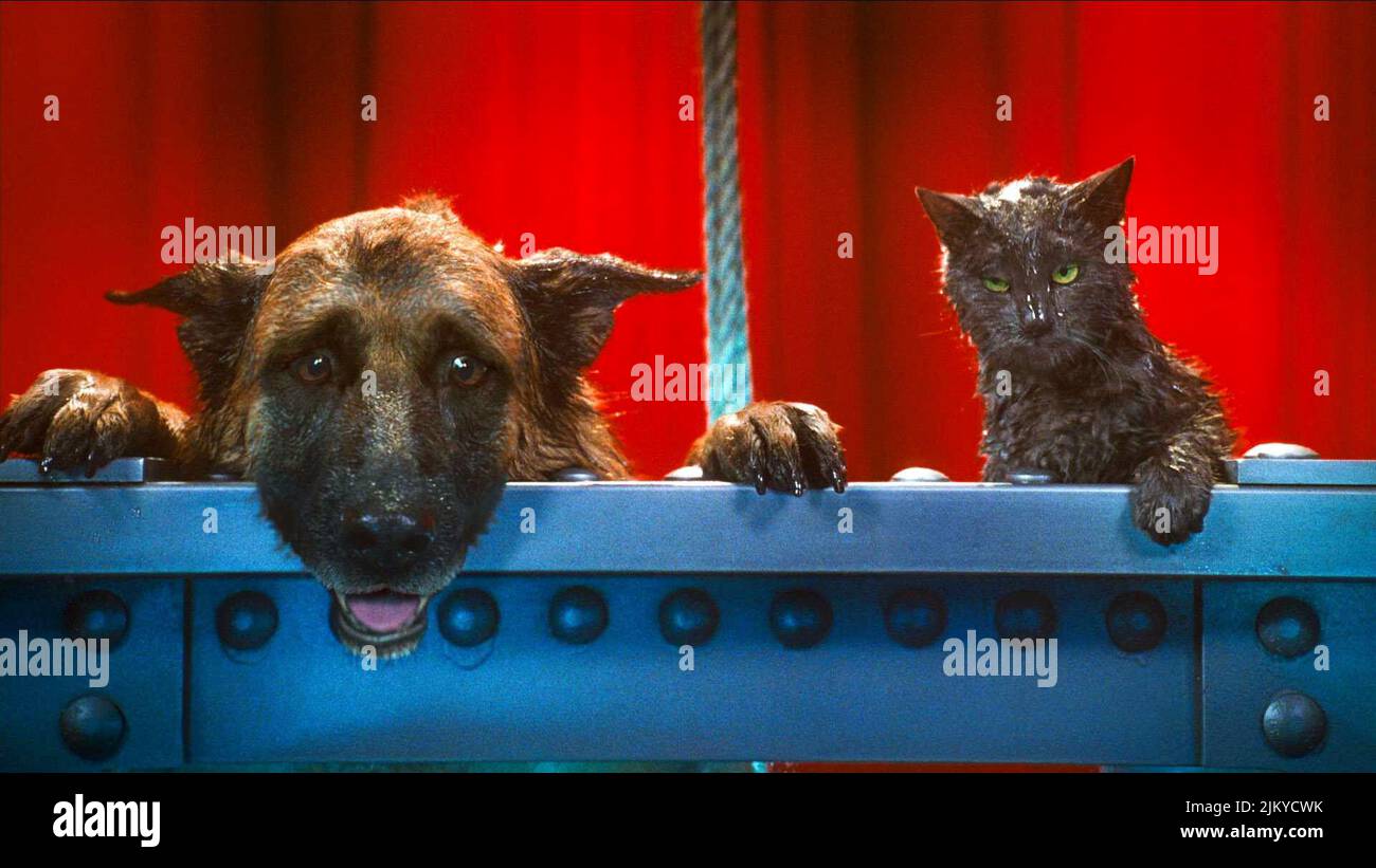 Sam Cats And Dogs 2001