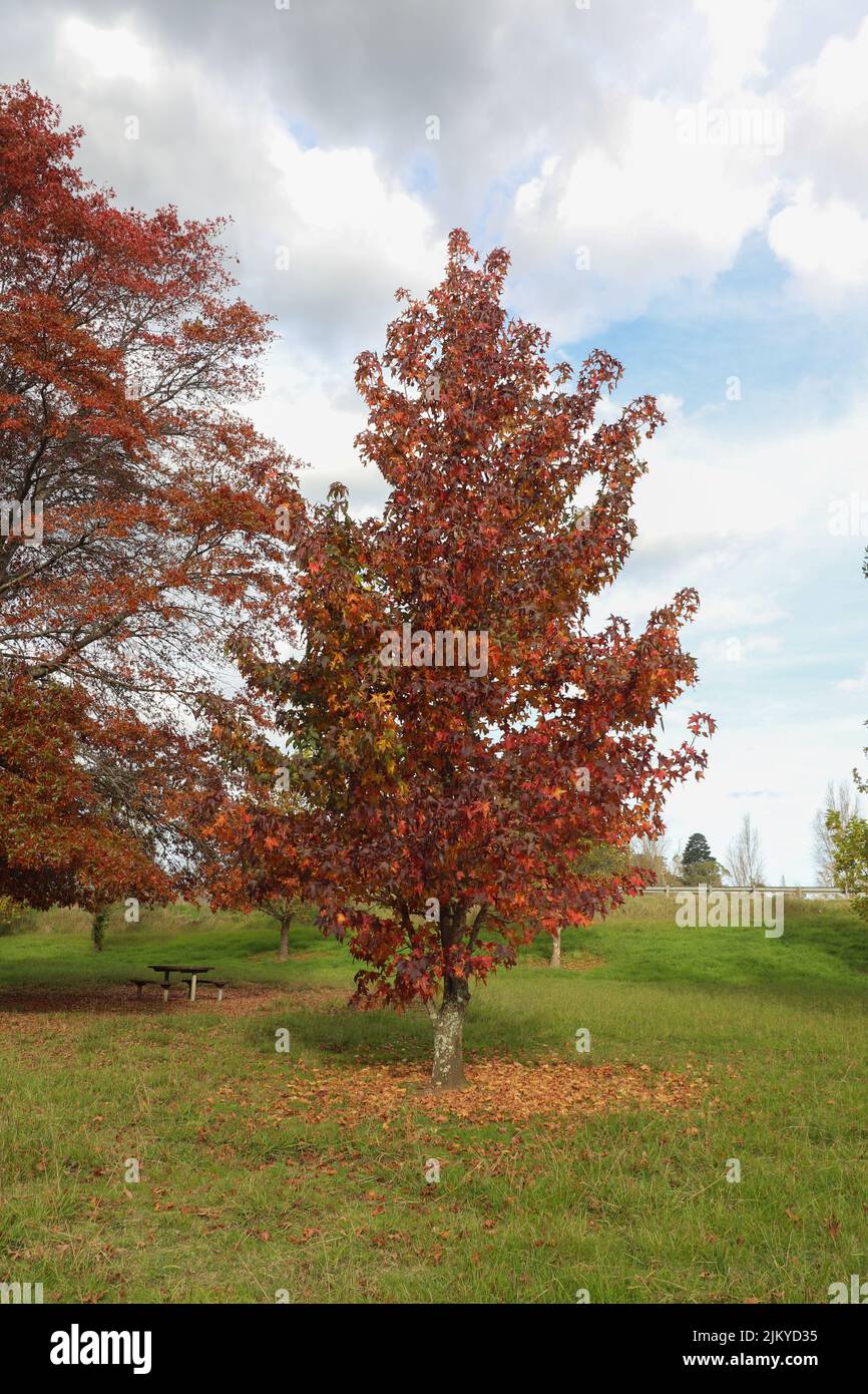 An autumn scene at Cosh Park Sutton Forest, Southern Highlands, NSW ...