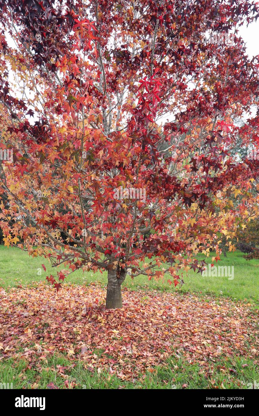 An autumn scene at Cosh Park Sutton Forest, Southern Highlands, NSW ...