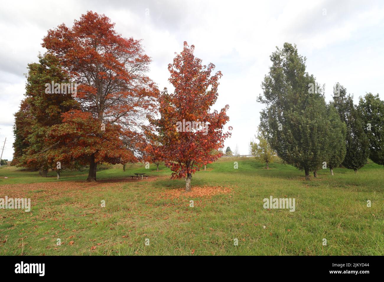 An autumn scene at Cosh Park Sutton Forest, Southern Highlands, NSW ...