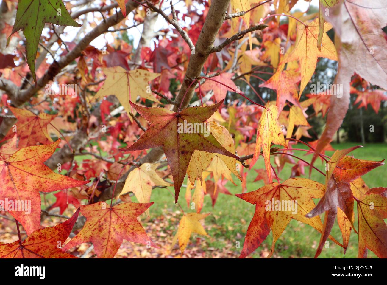 Southern highlands nsw autumn hi-res stock photography and images - Alamy