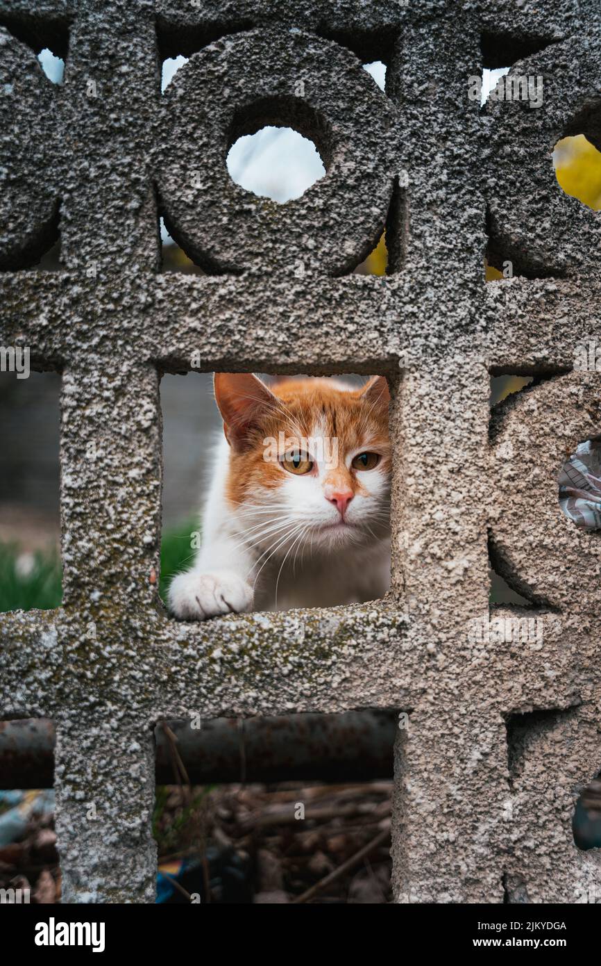 Cat hole hi-res stock photography and images - Alamy