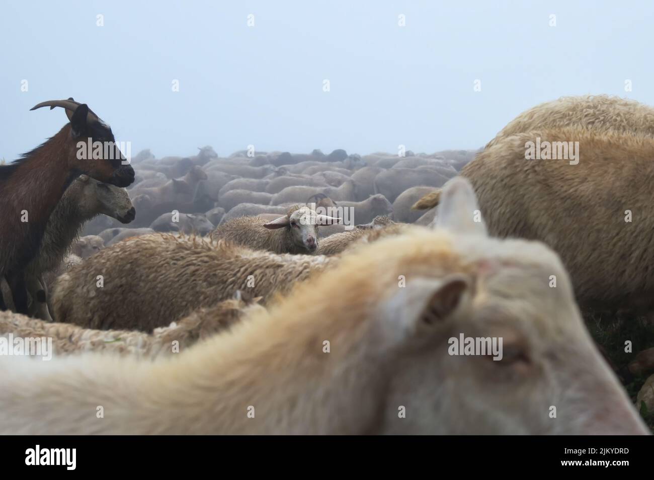 Selective breeding cattle hi-res stock photography and images - Alamy