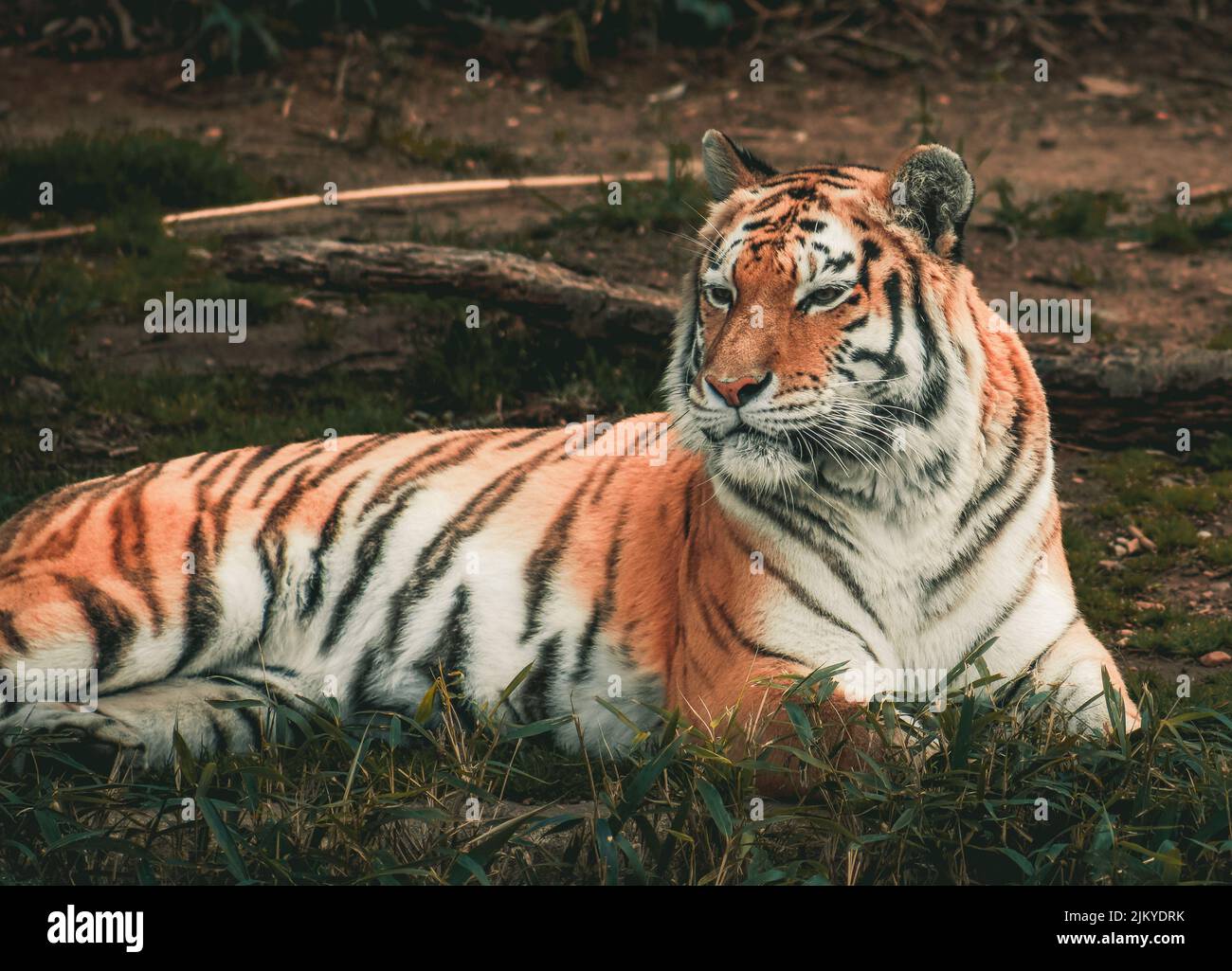 A selective of a mighty tiger resting on the grass Stock Photo - Alamy
