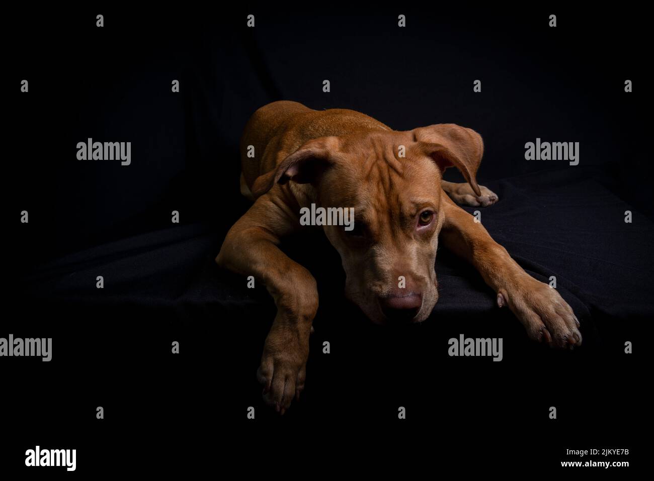 Portrait of a caramel-colored pit bull dog against black background ...