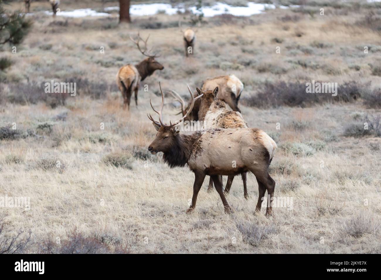 Tule grass hi-res stock photography and images - Alamy
