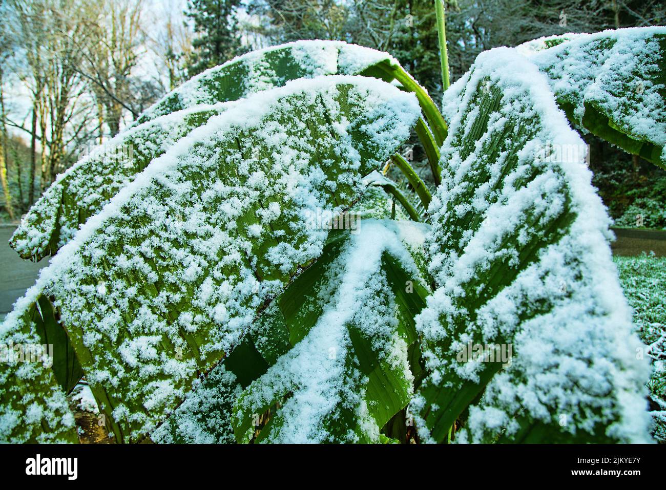 Banana leaves in the snow, which is very unusual. Banana (Musa ...