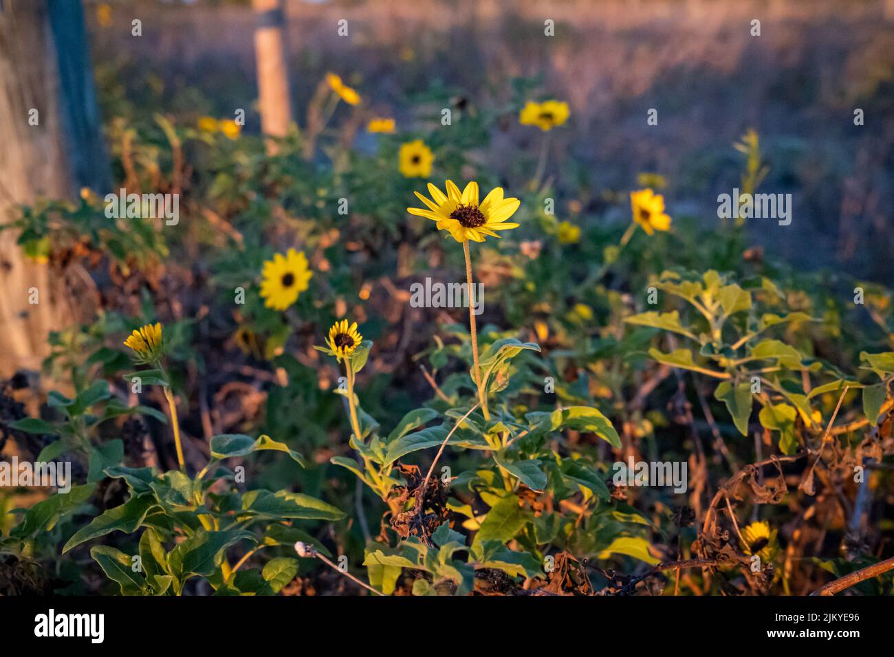 Beautiful yellow wildflower in an open field in spring Stock Photo - Alamy