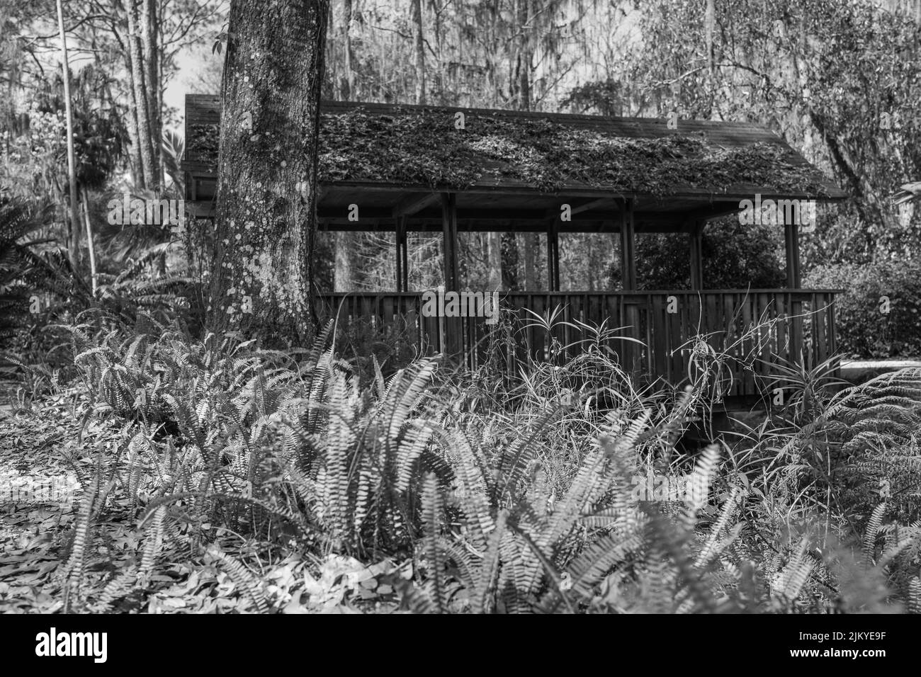 Plants roof Black and White Stock Photos & Images - Alamy