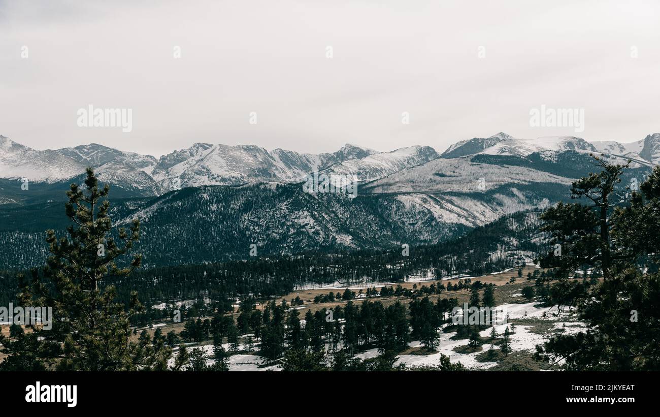 An aerial of a forest with pines on the background of snow-capped ...