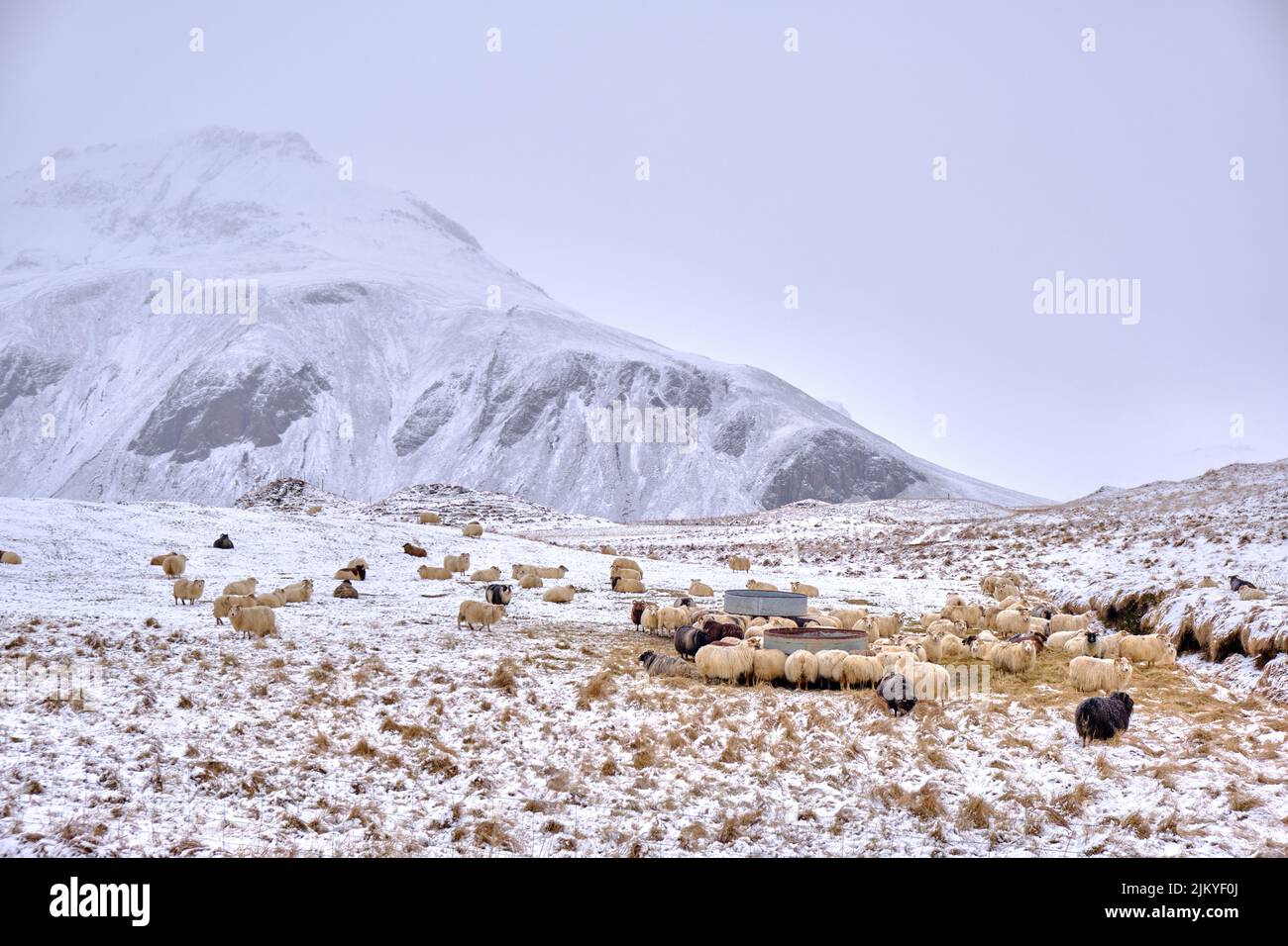 Sheep in snowy field hi-res stock photography and images - Alamy