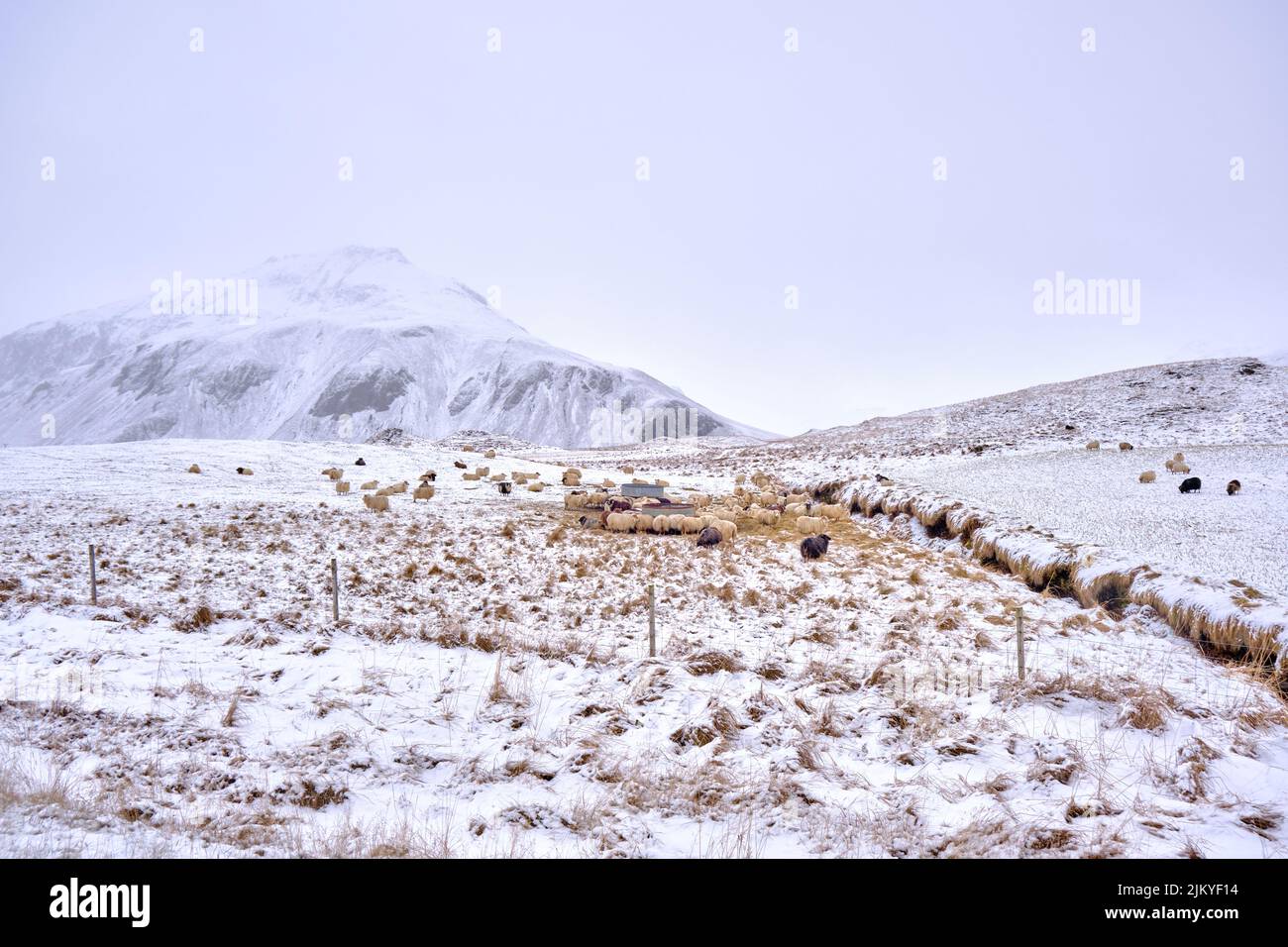 A flock of sheep feeding from a trough on a cold snowy hillside in ...