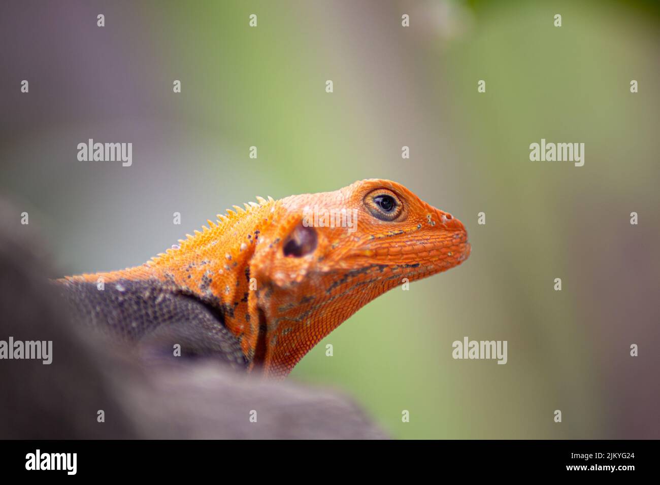 Close-up of Red Headed Male Agama Lizard Resting on Concrete Outdoor ...