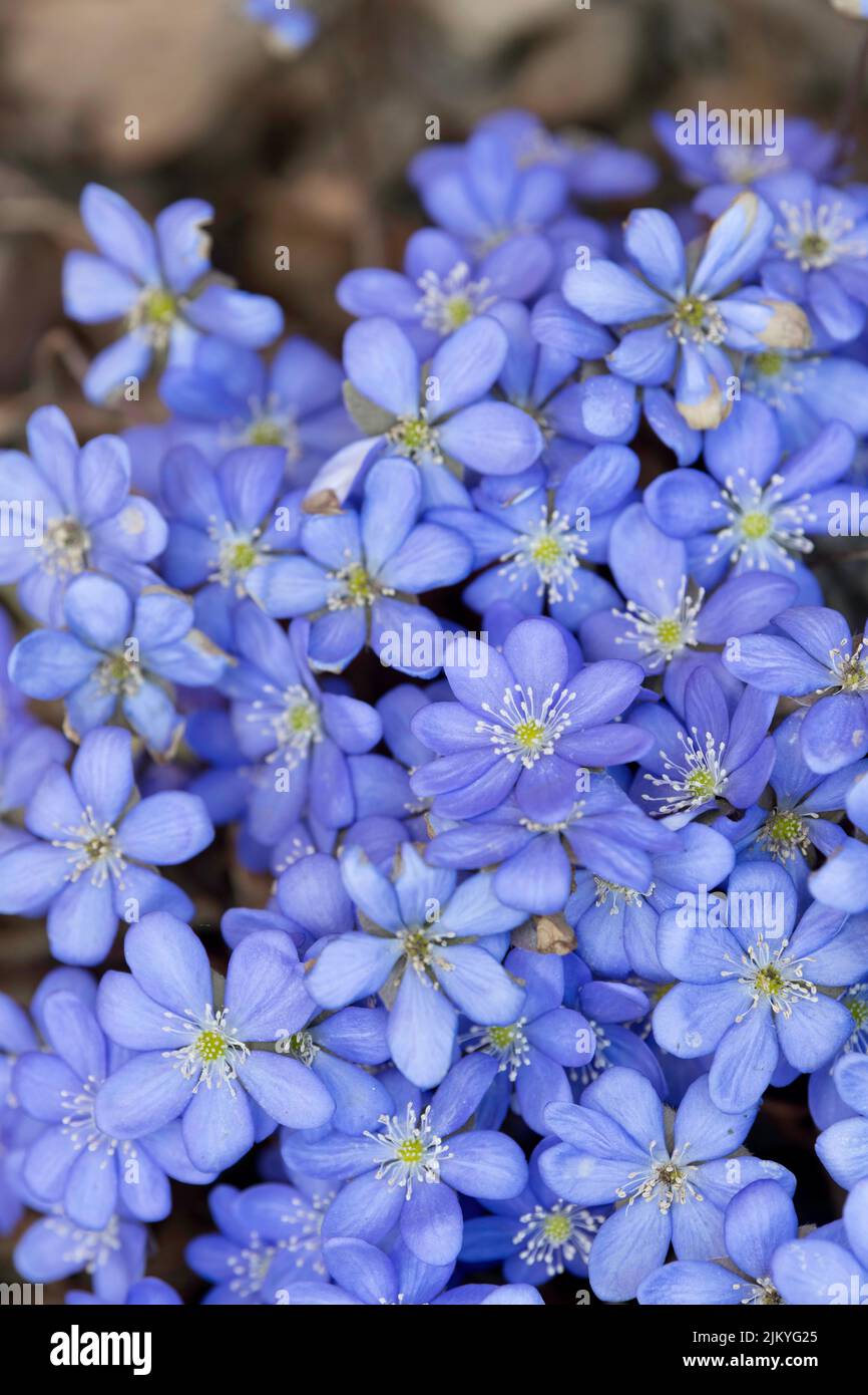 A closeup of blooming blue hepatica flowers on the ground Stock Photo ...