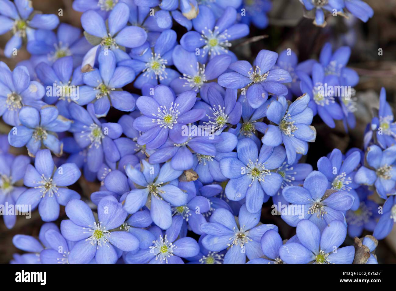 A closeup of blooming blue hepatica flowers on the ground Stock Photo ...