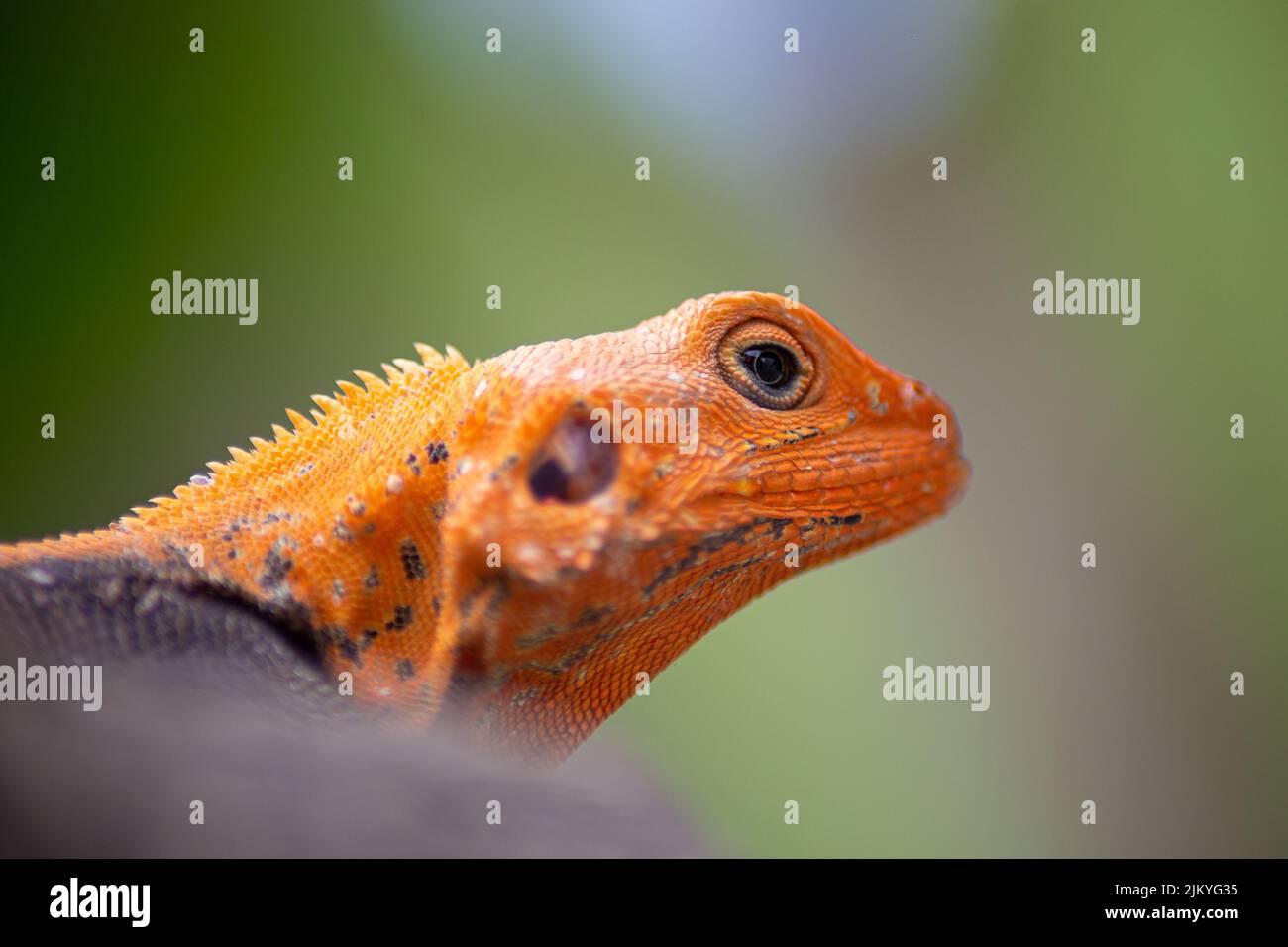 Close-up of Red Headed Male Agama Lizard Resting on Concrete Outdoor ...