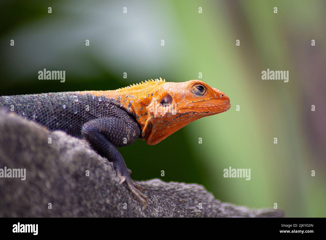 A male red Headed Agama Lizard resting on concrete garden wall in Ghana ...
